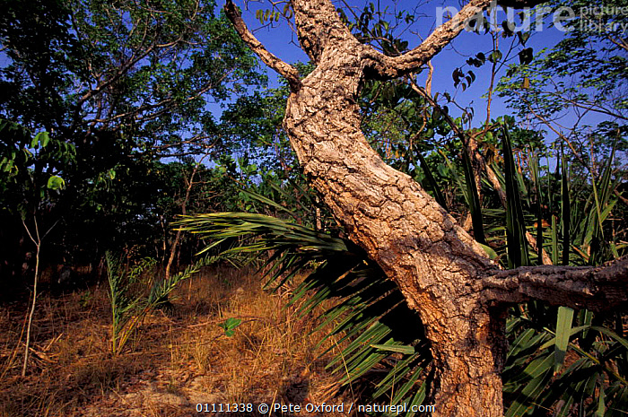 Stock photo of Cerrado habitat, typical tree with thick corky bark for ...