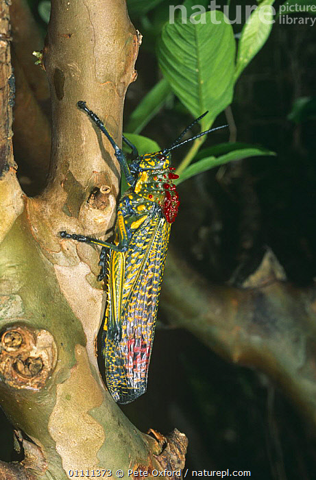 Stock photo of Giant painted locust (Phymateus saxosus) La Madraka Farm ...