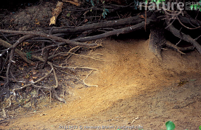 Stock photo of Riverside den of Giant otter {Pteronura brasiliensis ...