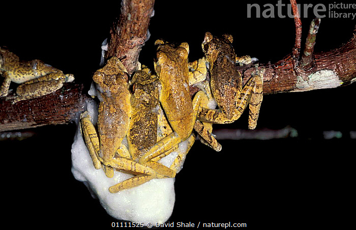 Stock photo of Coast foam nesting treefrogs with foam {Chiromantis ...