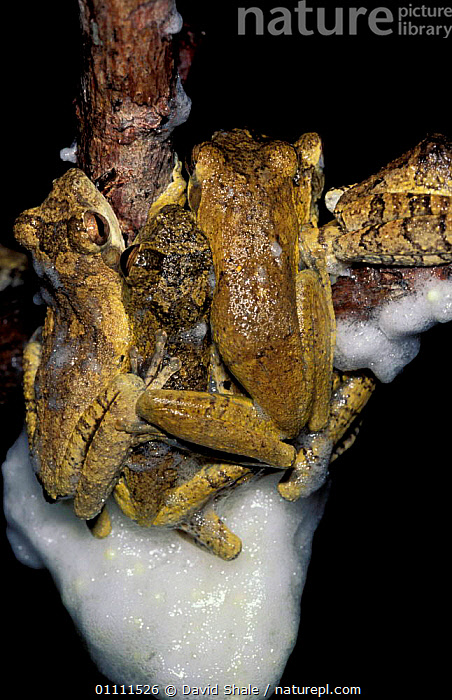 Stock photo of Coast foam nesting tree frogs with foam {Chiromantis ...