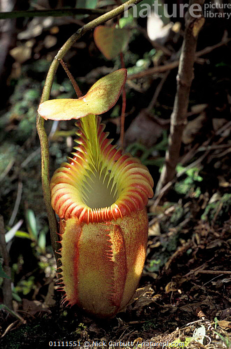 Nepenthes Villosa Kinabalu Insectivorous Plant