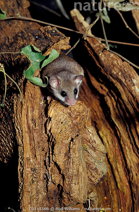 Stock photo of African dormouse {Graphiurus murinus} captive. Available ...