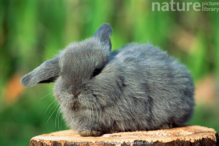 Stock photo of Young domestic rabbit, lop eared x dwarf cross ...
