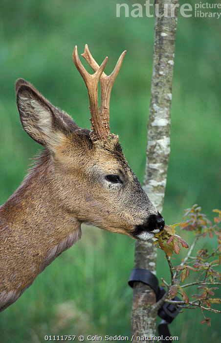 Stock photo of Roe deer buck browsing on sapling leaves {Capreolus ...