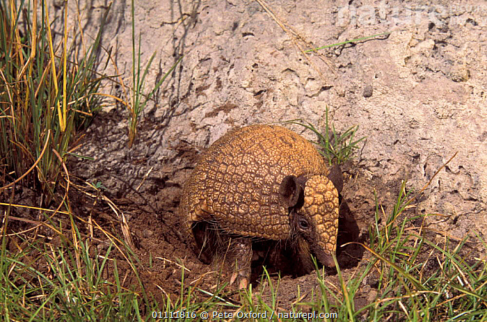 Stock photo of Brazilian three banded armadillo {Tolypeutes tricinctus ...