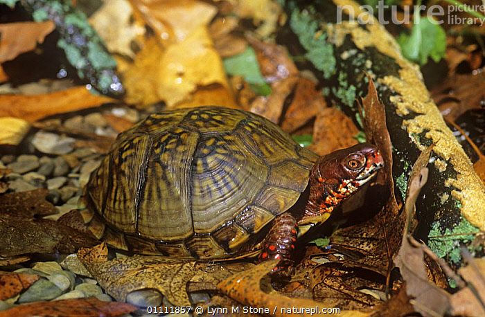 Stock photo of Three toed box turtle in water {Terrapene carolina ...