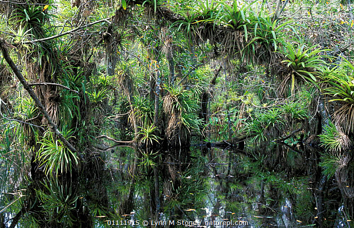 Stock photo of Fahkahatchee Strand, Big Cypress Swamp, Florida, USA ...