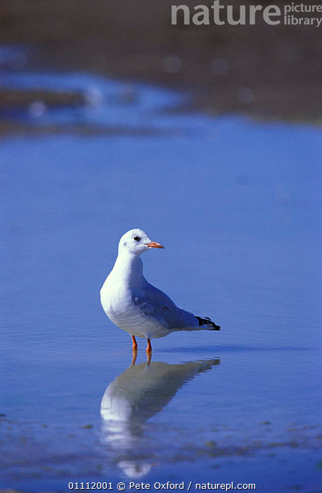 Stock photo of Grey hooded gull {Chroicocephalus cirrocephalus ...
