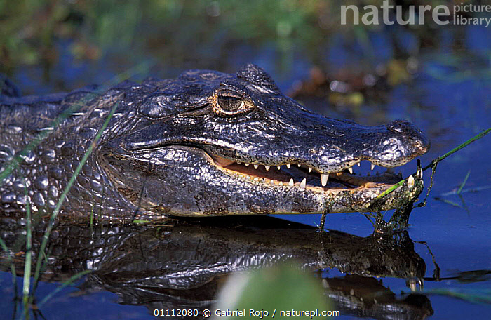 Stock photo of Jacare caiman portrait {Caiman crocodilus yacare} Ibera ...