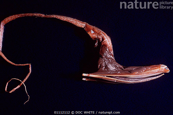 Stock photo of Umbrella mouth (Pelican) gulper eel {Eurypharynx ...
