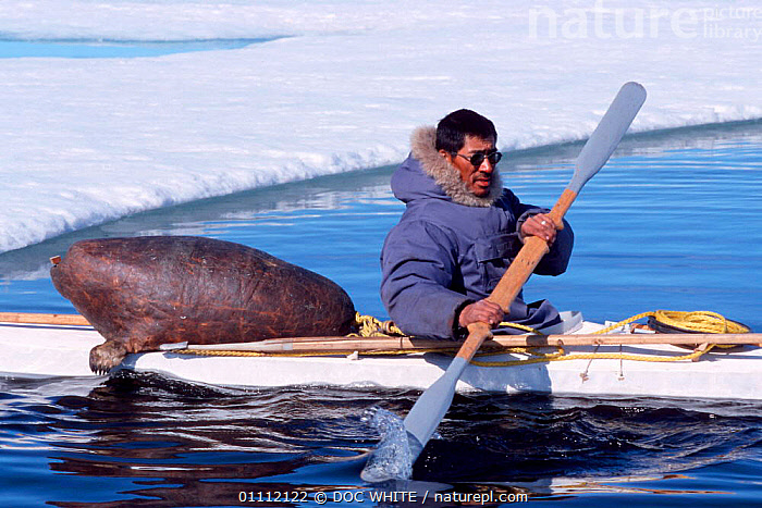 Stock photo of Inuit hunter in kayak with sealskin float and harpoons ...