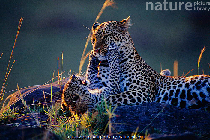 Stock photo of Leopard cub playing with mother {Panthera pardus} Masai Mara, Kenya. Available ...