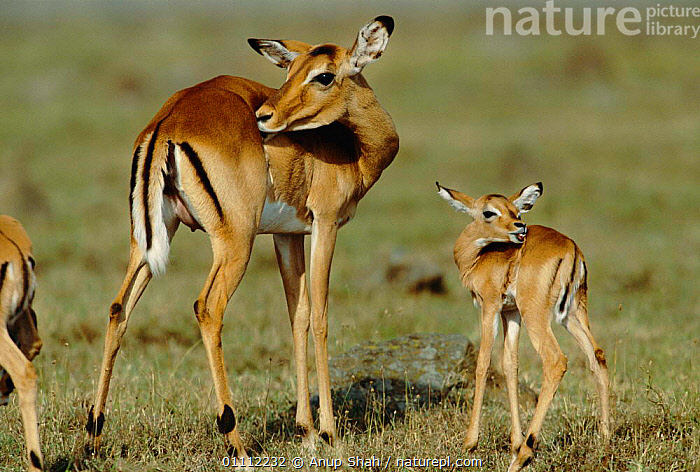 Baby Impala Impala Baby