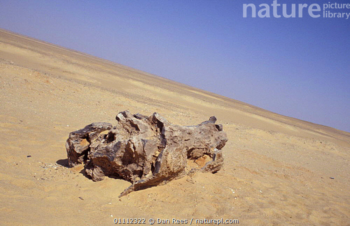Stock photo of Ancient petrified tree, Sahara desert, Egypt. Available ...