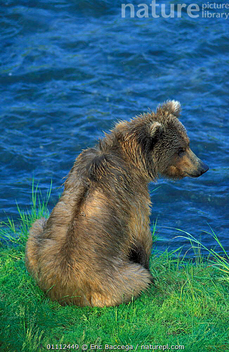 Grizzly Bear Sitting