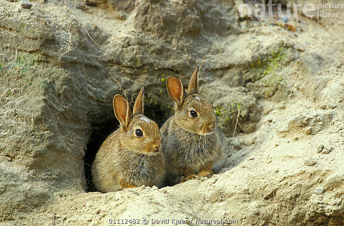 Stock photo of Two young European rabbits at burrow entrance ...