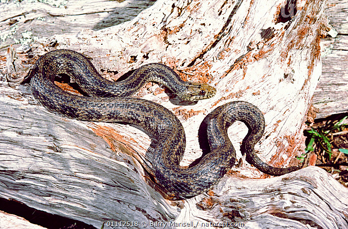 Stock photo of Atlantic salt marsh snake {Nerodia clarkii taeniata ...