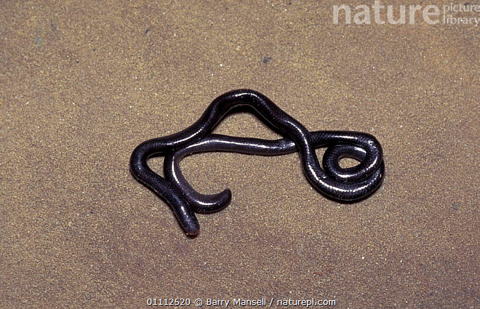 Stock photo of Brahminy blind snake {Ramphotyphlops braminus} Florida ...