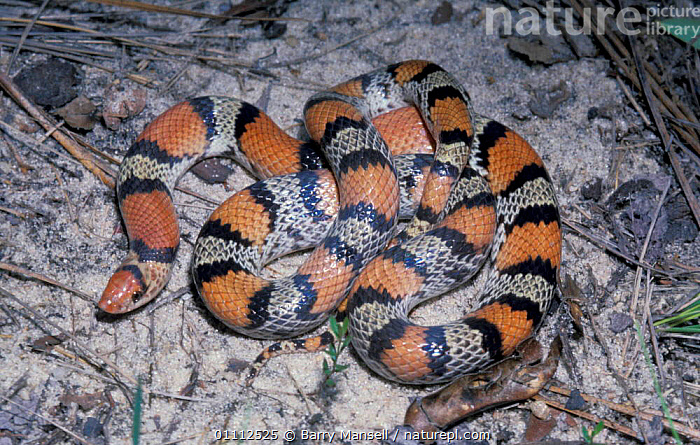 Stock photo of Scarlet snake {Cemophora coccinea} Florida, US ...
