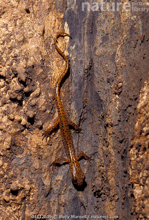 Stock photo of Cave salamander {Eurycea lucifuga} Georgia, US ... Stock photo of Cave salamander {Eurycea lucifuga} Georgia, US ...