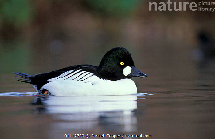 Stock photo of Goldeneye duck male on water {Bucephala clangula} UK ...