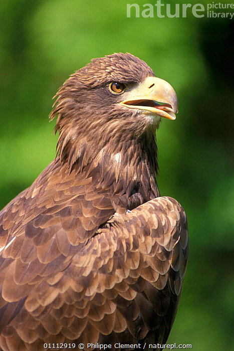 Stock photo of Golden eagle portrait {Aquila chrysaetos}Bayerischer ...