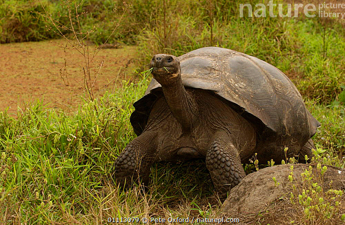 Stock photo of Galapagos Giant tortoise - dome form {Geochelone ...