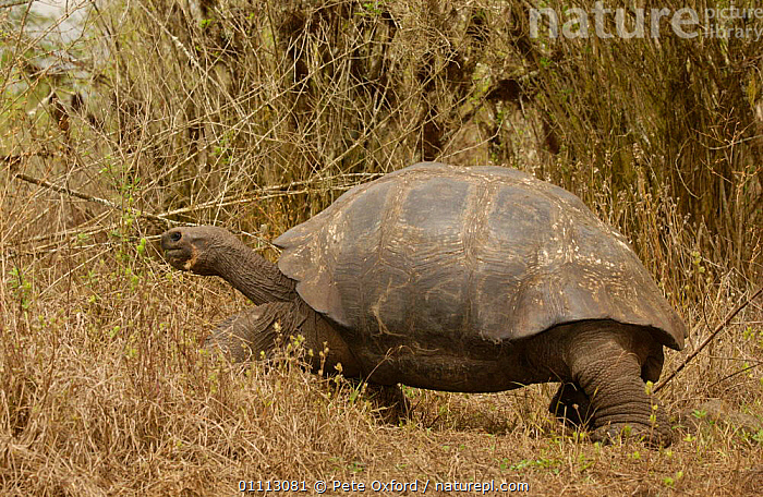 Stock photo of Galapagos Giant tortoise walking - dome form {Geochelone ...