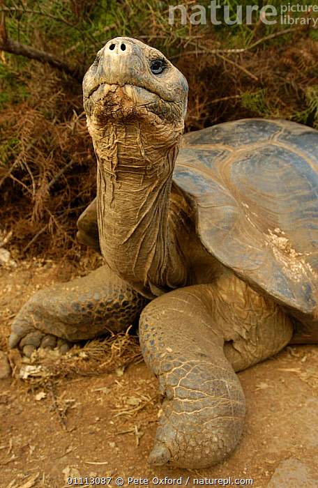 Stock photo of Galapagos Giant tortoise portrait - dome form ...