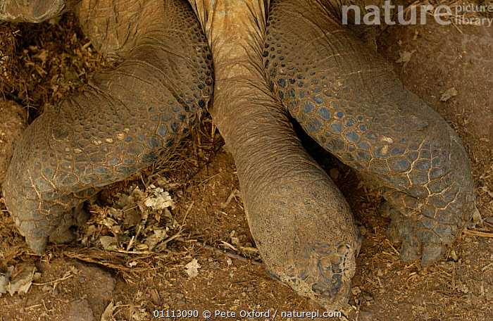 Stock photo of Plan view of Galapagos Giant tortoise head, neck and ...