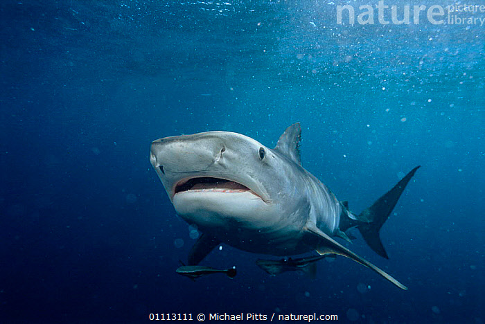 Stock photo of Tiger shark {Galeocerdo cuvieri} South Africa, Atlantic ...