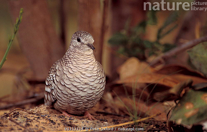 Stock photo of Scaled dove {Columbina squammata} Cerrado, Brazil ...
