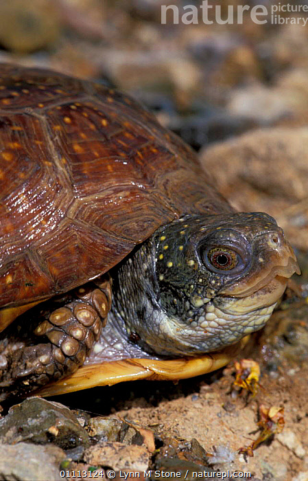 Mexican Box Turtle Stock Photo Of Yucatan Box Turtle (Terrapene