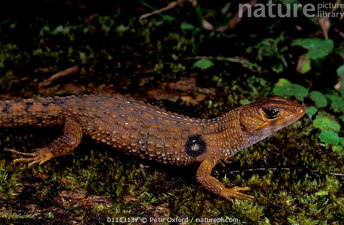 Stock photo of Common Stream Lizard {Neusticurus ecpleopus} Manu cloud ...