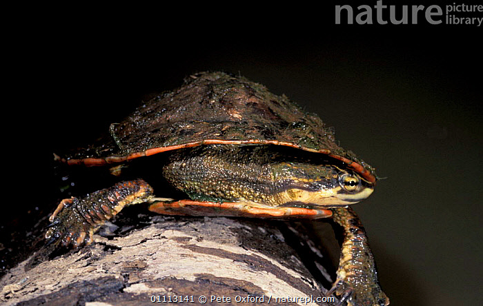 Stock photo of Side necked terrapin {Pleurodira} Piaui State, Brazil ...