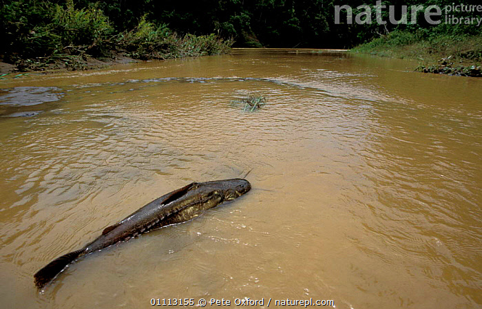 Stock photo of Stranded catfish {Siluformes} Boca Mishagua River ...