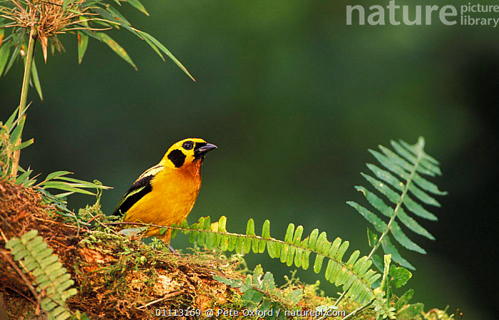 Stock photo of Golden tanager {Tangara anthus} Manu cloud forest, Peru ...