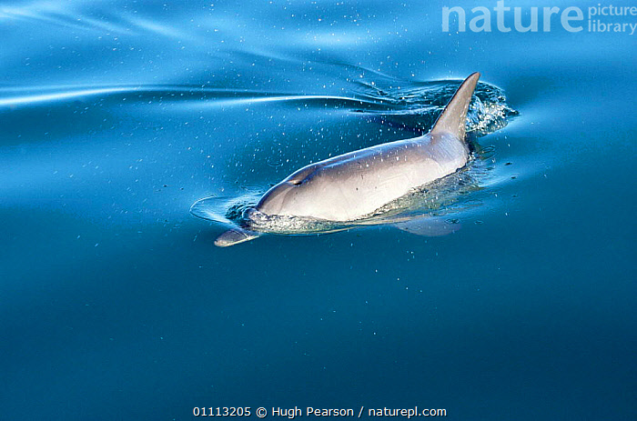 Stock photo of Bottlenose dolphin at surface {Tursiops truncatus} Shark Bay, W Australia ...
