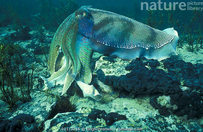 Stock photo of Giant cuttlefish male display with pulses of colour ...