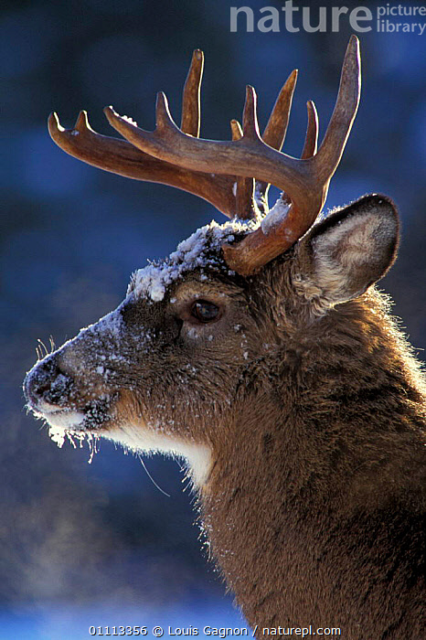 Stock photo of Male Whitetail deer head profile portrait {Odocoileus ...