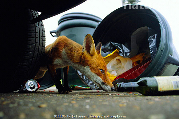 Stock photo of Urban Red fox scavenging rubbish in dustbin {Vulpes ...
