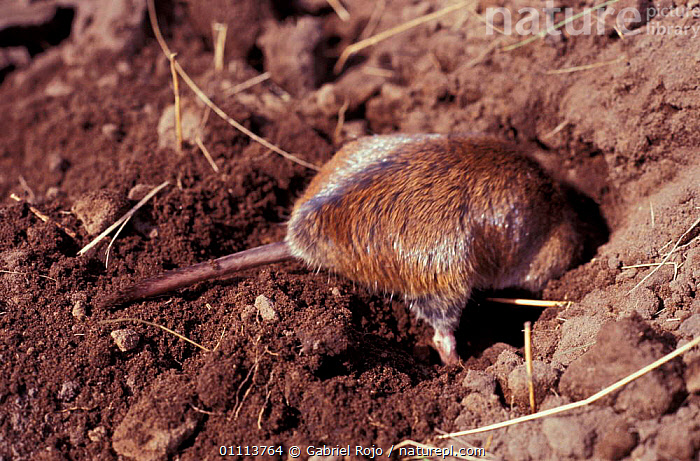 Stock photo of Pampaen tuco tucos entering burrow {Ctenomys genus} La ...
