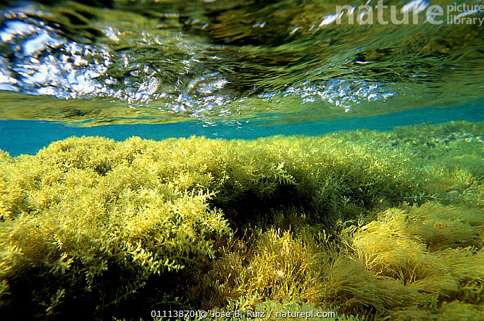 Stock photo of Seaweed bed {Cystoseira mediterranea} in shallow water Mediterranean sea ...
