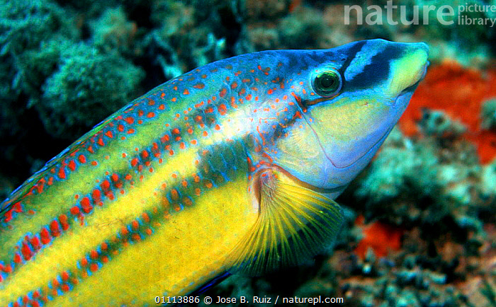 Stock photo of East atlantic peacock wrasse {Symphodus tinca} male ...