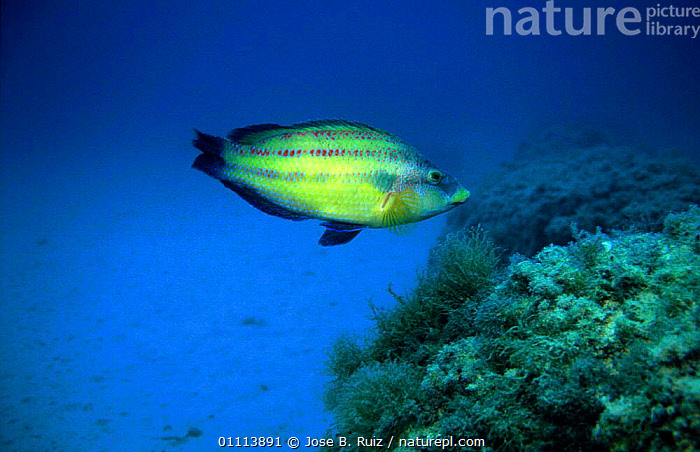Stock photo of East atlantic peacock wrasse {Symphodus tinca} male ...