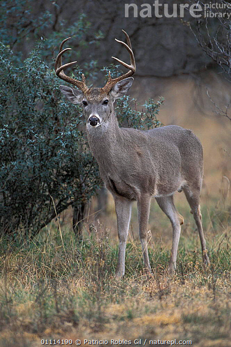 Stock photo of Whitetail deer stag portrait {Odocoileus virginianus ...