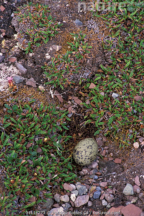 Stock photo of Arctic tern egg in nest {Sterna paradisaea} Svalbard ...