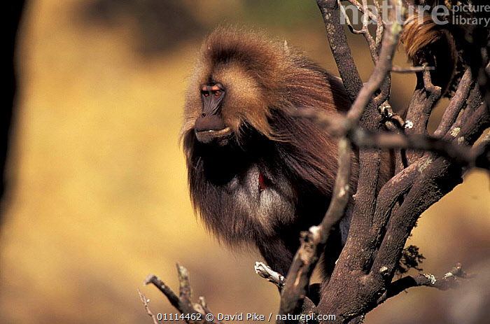 Stock photo of Gelada baboon mid-prime male showing raised eyebrows ...
