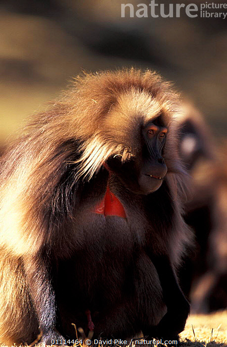 Stock photo of Gelada baboon mid-prime male showing raised eyebrows ...